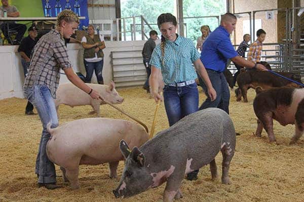 Pig show at the Chelsea Community Fair in photos - Chelsea Update ...
