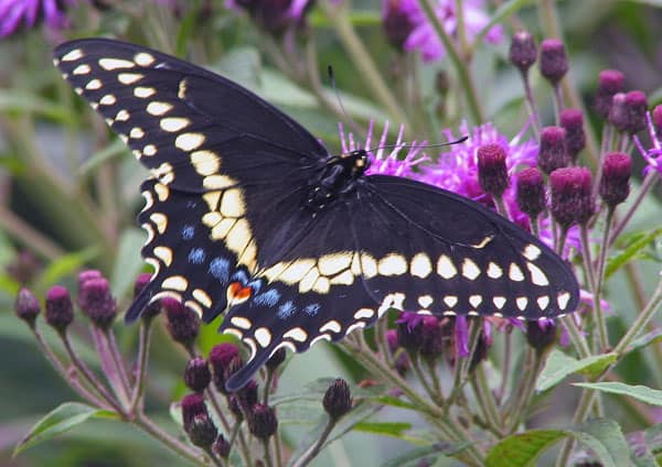 Swallowtails: our most impressive backyard butterflies - Chelsea Update ...