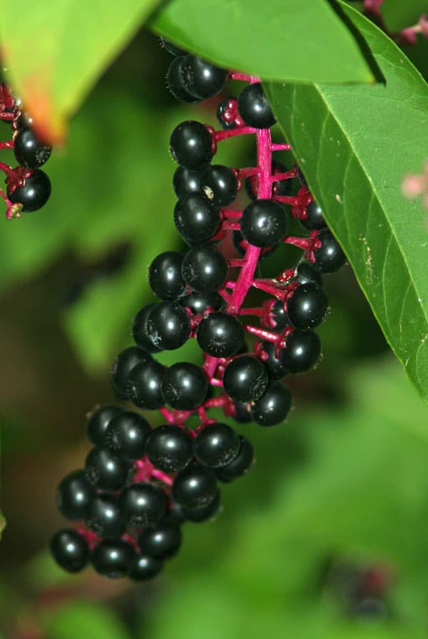 It has been a berry good year - Chelsea Update: Chelsea, Michigan, News