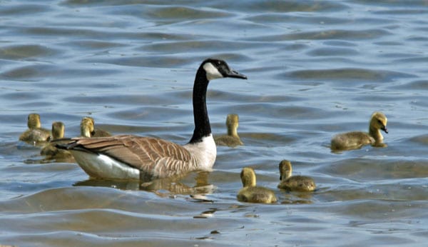 What’s the poop on the Canada goose? - Chelsea Update: Chelsea ...
