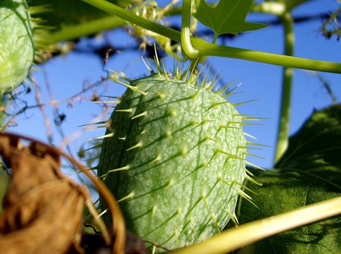 It’s a 'Wild' Cucumber Year - Chelsea Update: Chelsea, Michigan, News
