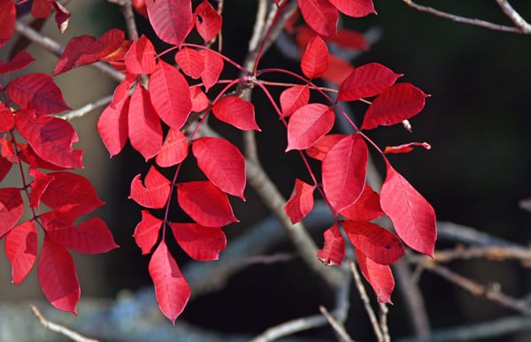 Signs Point to Great Fall Colors This Year - Chelsea Update: Chelsea ...