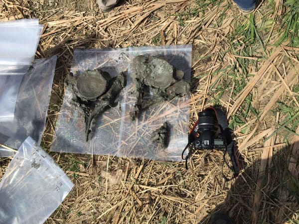 Possible Woolly Mammoth found on Lima Township farm - Chelsea Update ...