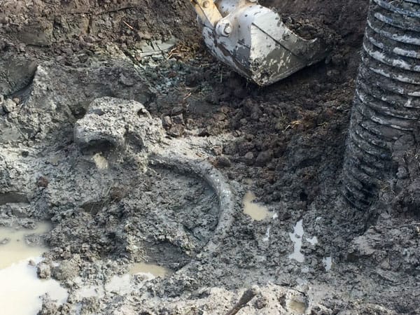 Possible Woolly Mammoth found on Lima Township farm - Chelsea Update ...