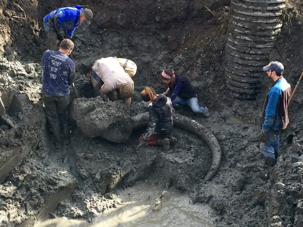 Possible Woolly Mammoth found on Lima Township farm - Chelsea Update ...