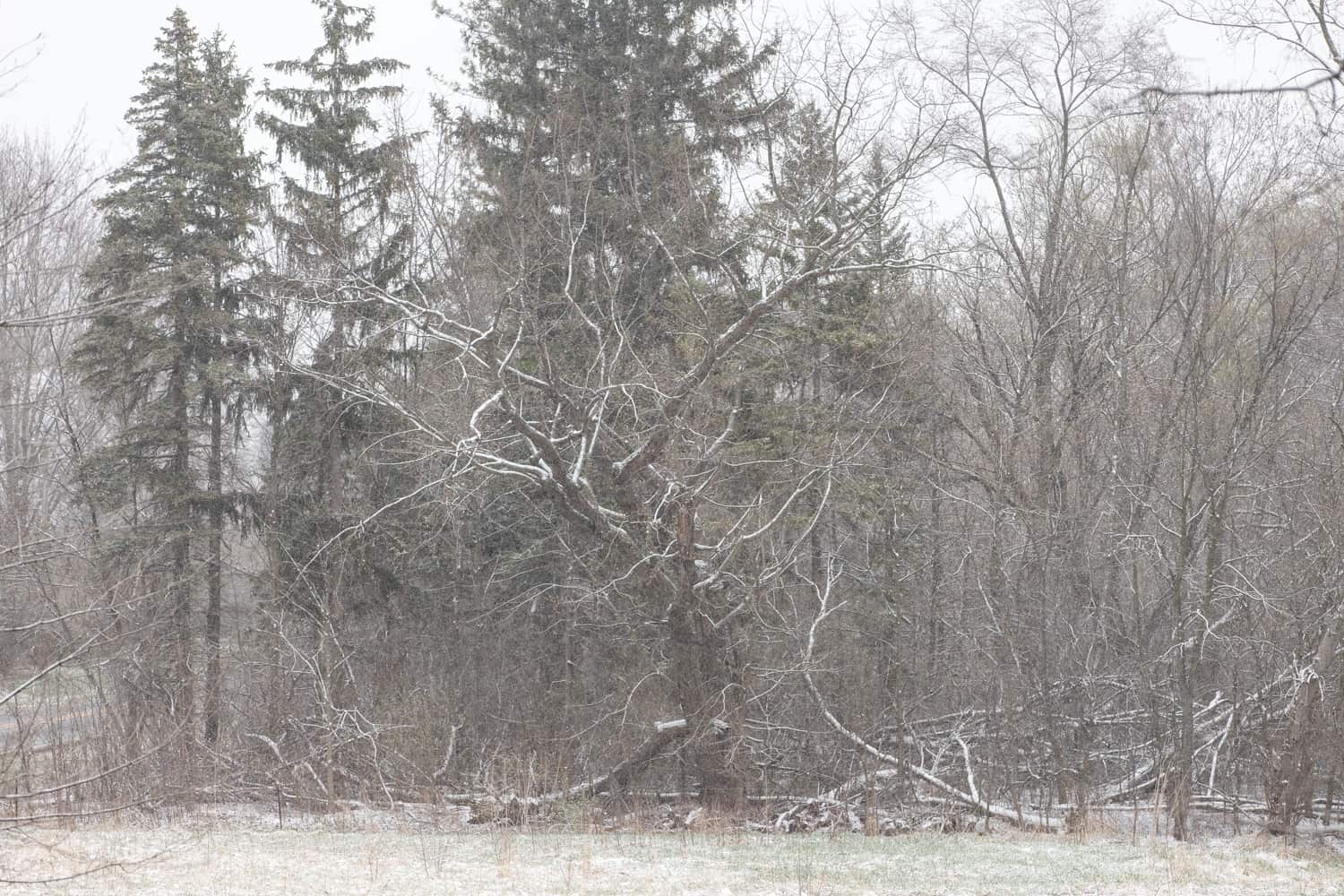 In photos by Burrill Strong: spring snow - Chelsea Update: Chelsea ...
