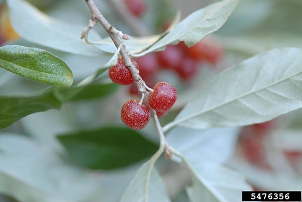 Help available to identify and manage woody invasive plants - Chelsea ...