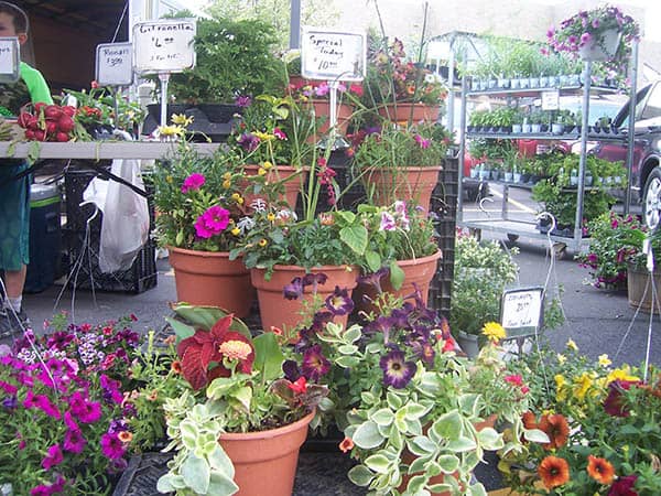 June 30: Lots of Local Produce at the Wednesday Farmers Market ...