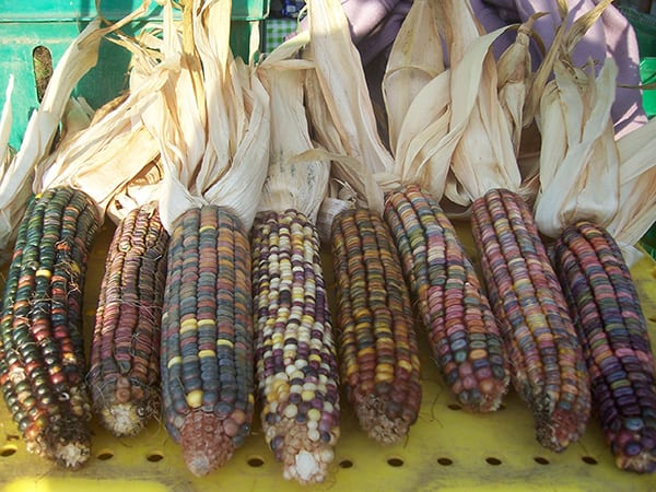 Fall is in the Air at the Chelsea Farmers Market - Chelsea Update ...