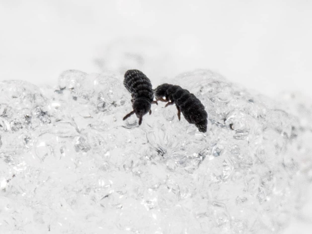 The Marvelous Snow Flea - Chelsea Update: Chelsea, Michigan, News