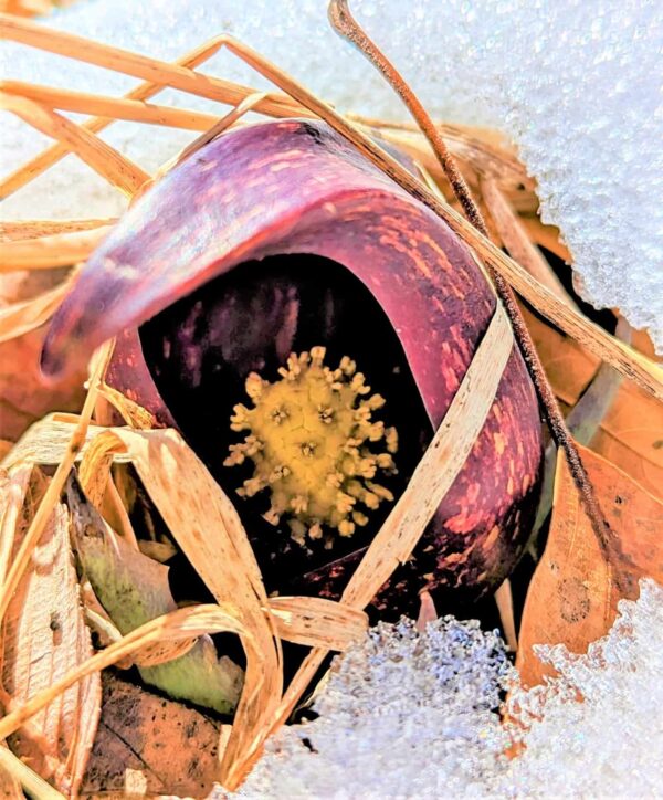 The Attractive Skunk Cabbage - Chelsea Update: Chelsea, Michigan, News
