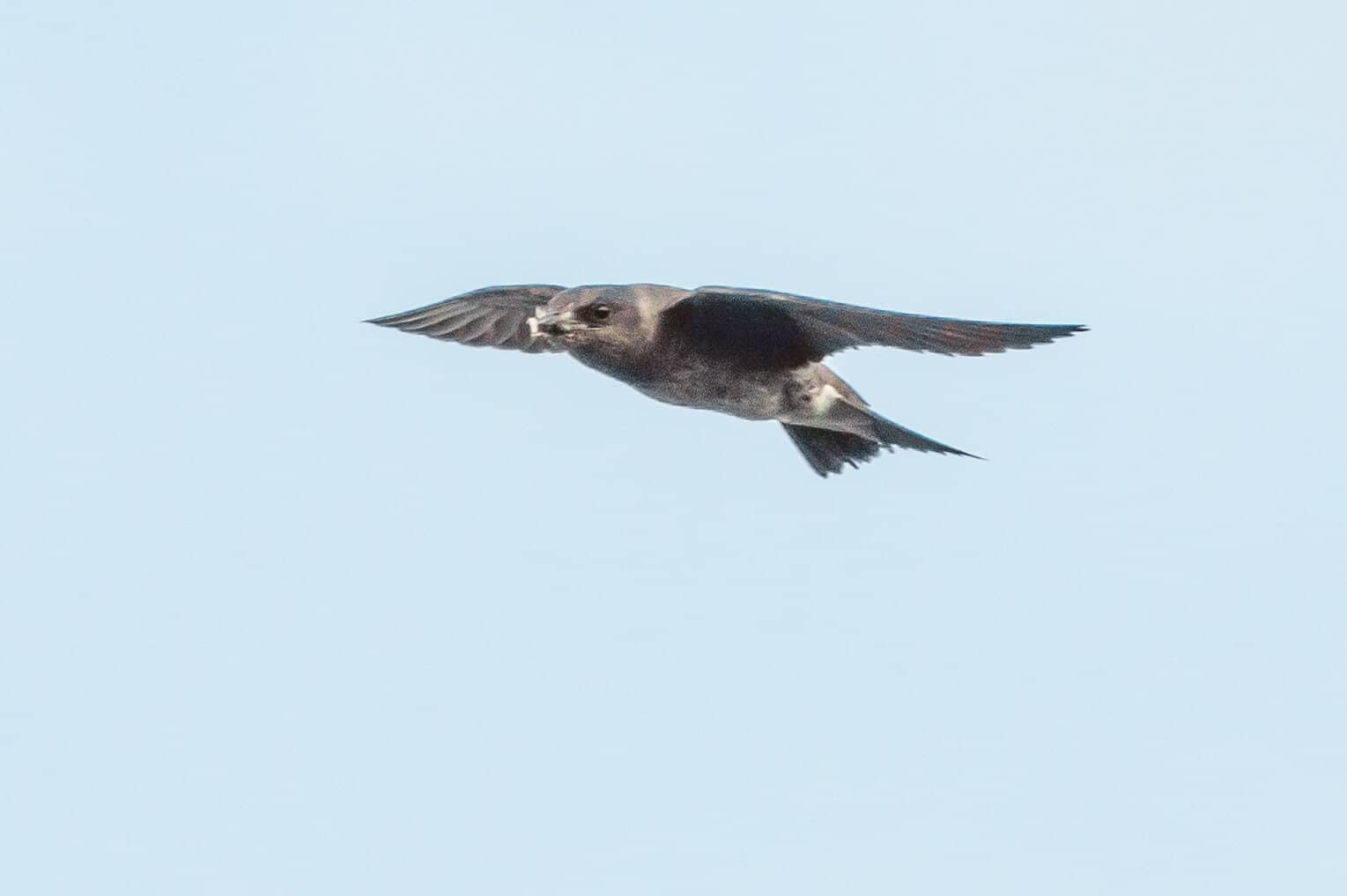 The Purple Martin Story - Chelsea Update: Chelsea, Michigan, News