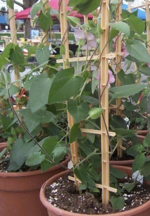 May 3: First Outdoor Chelsea Farmers Market of the Season - Chelsea ...