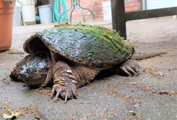 'Shell-ebrating' Michigan Turtles - Chelsea Update: Chelsea, Michigan, News