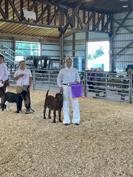 Emma Marshall Senior Showmanship, Grand Champion During Goat Judging ...