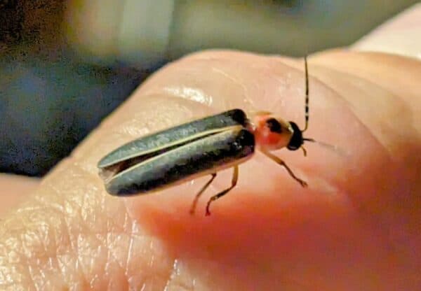 Firefly Future Looks More Dim than Bright - Chelsea Update: Chelsea ...