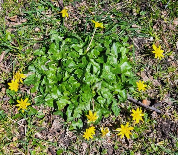 New Invasive Plant Added to State’s Watch List - Chelsea Update ...
