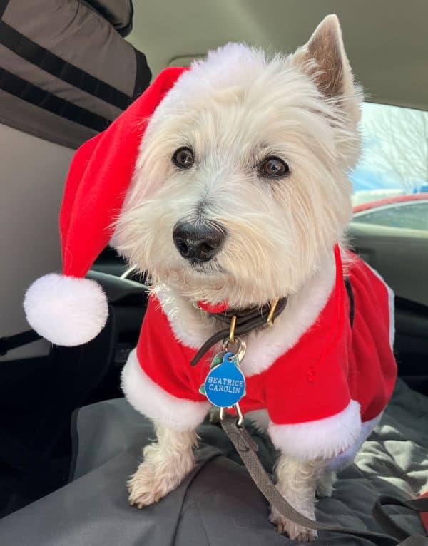 Merry Christmas from the 4-Legged Staff of Chelsea Update - Chelsea ...