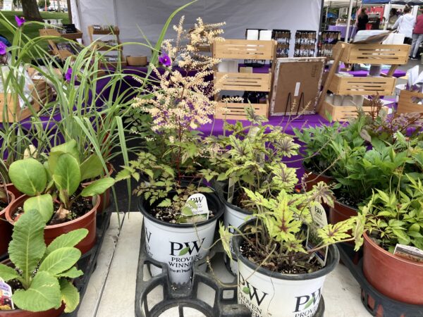 June 4: What to Expect at the Chelsea Wednesday Farmers Market ...