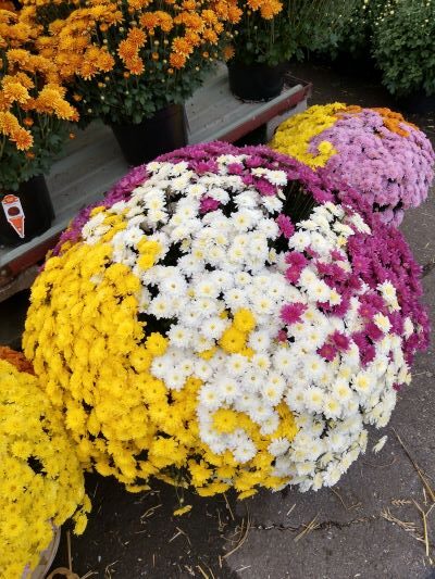 Annual Fall Mums Sale Supports Special Olympics - Chelsea Update ...