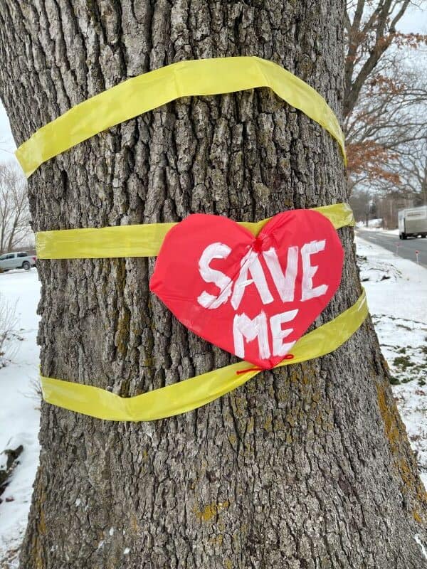 Local Residents Bring Attention to Trees That Could Be Cut Down For ...