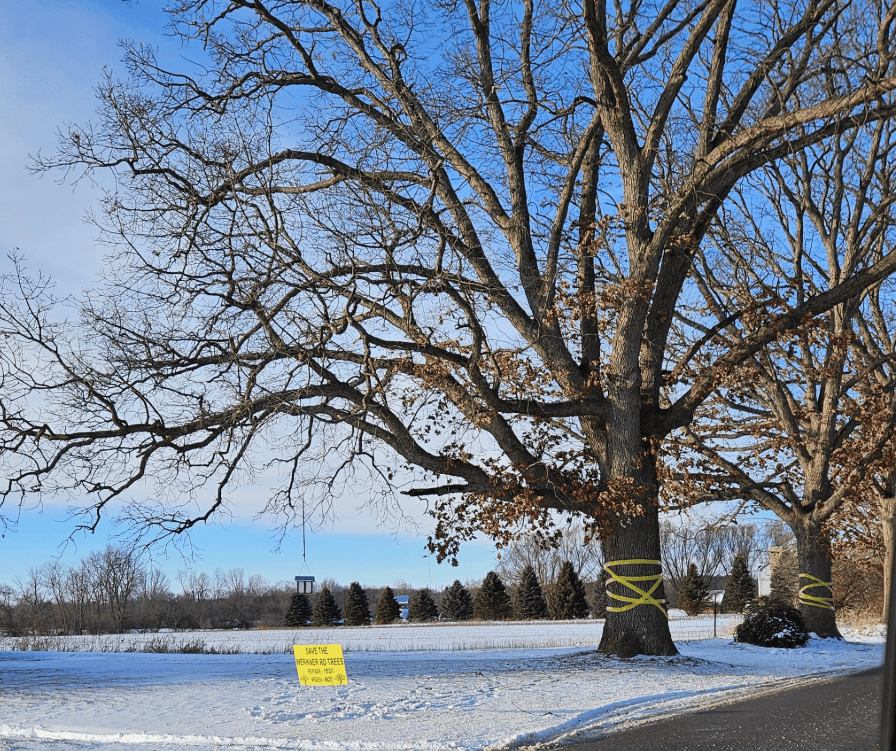 Local Residents Bring Attention to Trees That Could Be Cut Down For ...